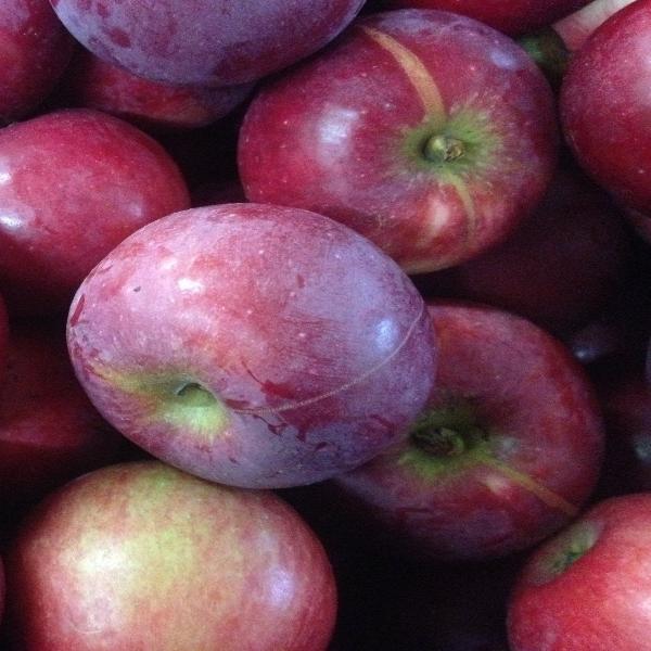 Novamac – Heritage Farm & Fruit Trees