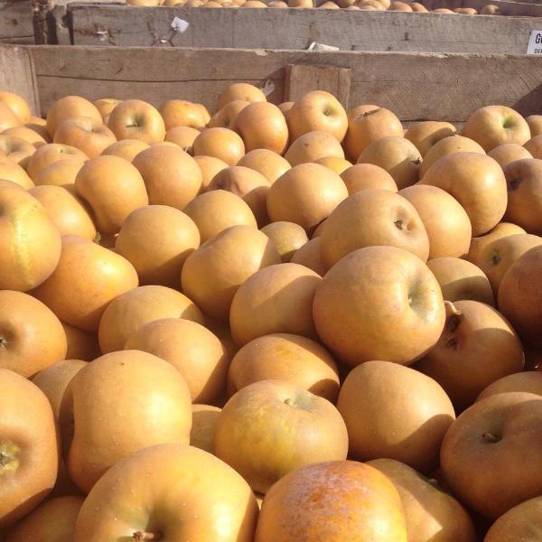 Golden Russet – Heritage Farm & Fruit Trees
