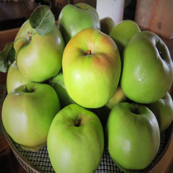 Bramley's Seedling – Heritage Farm & Fruit Trees