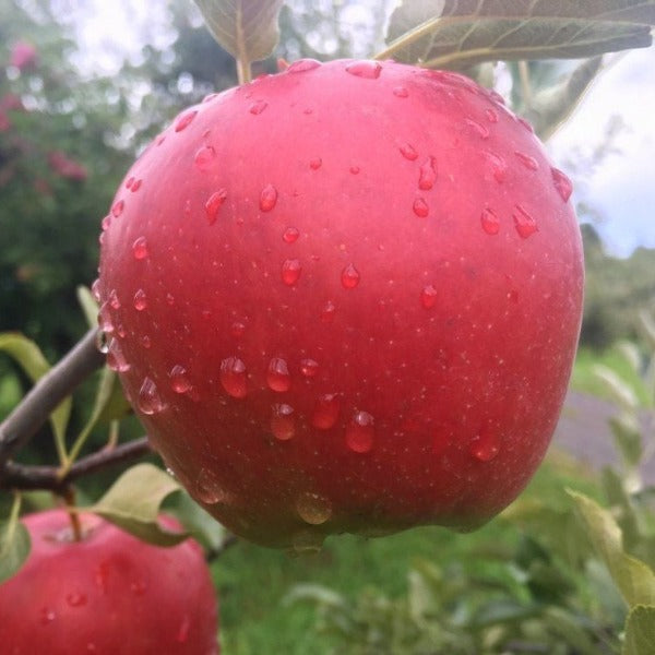 Crimson Crisp – Heritage Farm & Fruit Trees