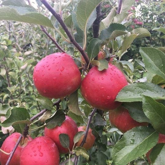Crimson Crisp – Heritage Farm & Fruit Trees