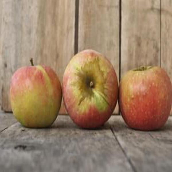 Smith's Cider – Heritage Farm & Fruit Trees