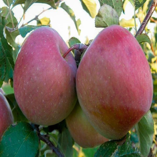 Fuji – Heritage Farm & Fruit Trees