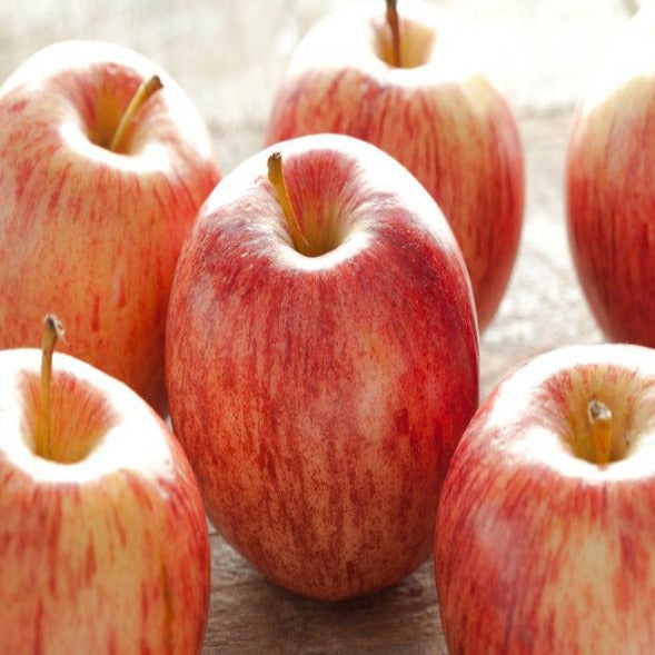 Gala – Heritage Farm & Fruit Trees