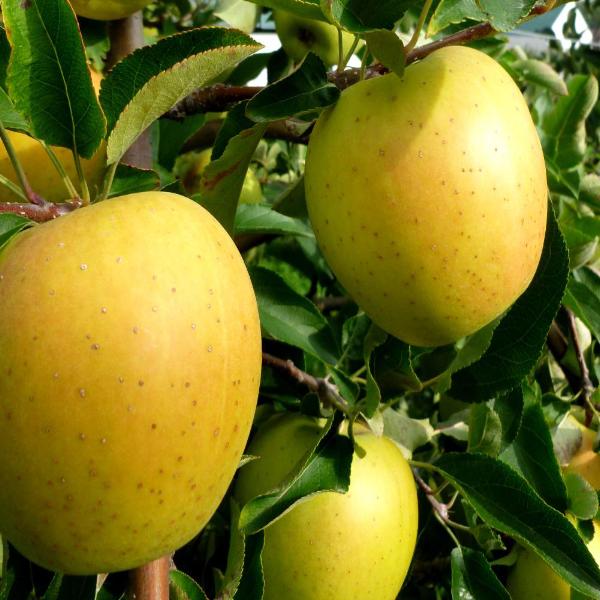 Goldrush – Heritage Farm & Fruit Trees