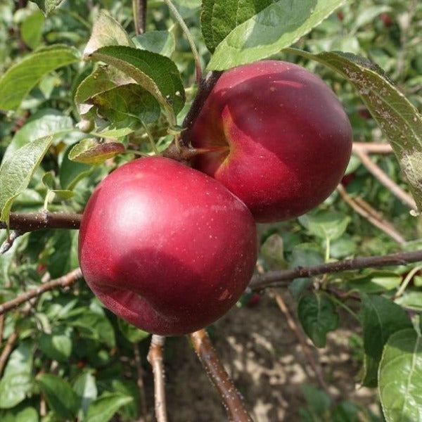 Pixie Crunch – Heritage Farm & Fruit Trees