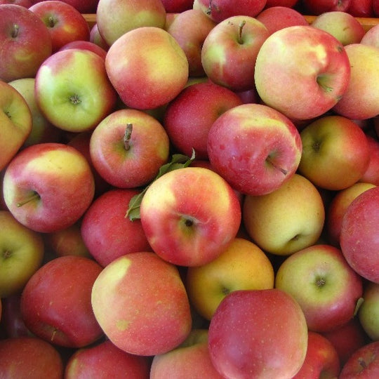 Sansa – Heritage Farm & Fruit Trees