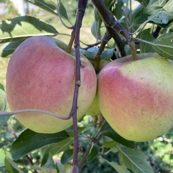 Apple Tree – Page 4 – Heritage Farm & Fruit Trees