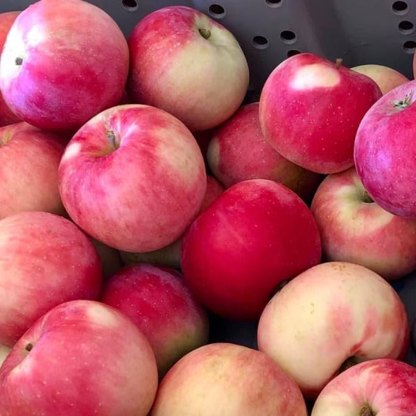 Zestar! – Heritage Farm & Fruit Trees