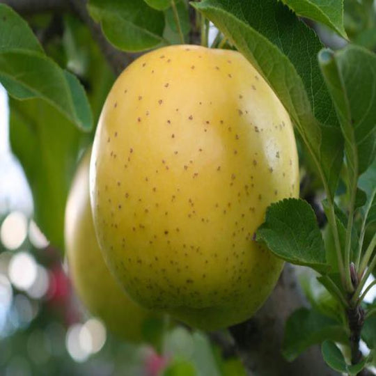 Honeygold – Heritage Farm & Fruit Trees