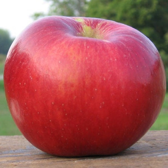 Redfree – Heritage Farm & Fruit Trees