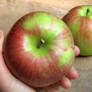 Summer Rambo – Heritage Farm & Fruit Trees