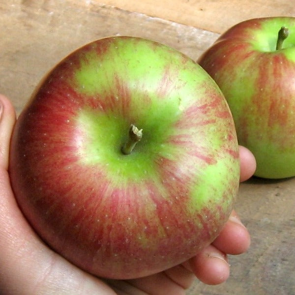 Summer Rambo – Heritage Farm & Fruit Trees