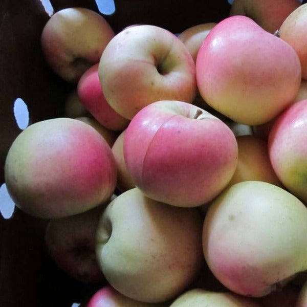 Winter Banana – Heritage Farm & Fruit Trees